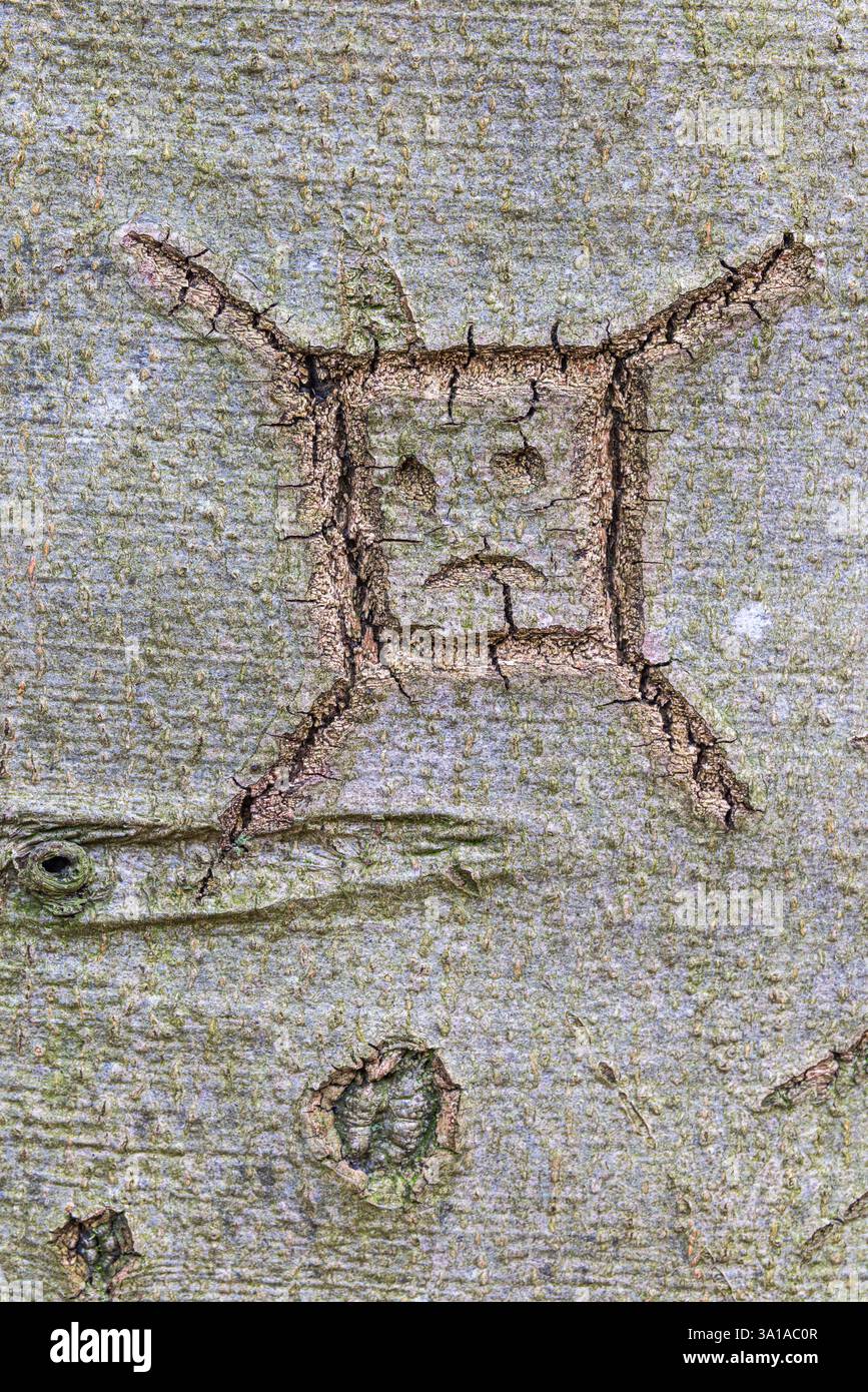 Face in bark hi-res stock photography and images - Alamy