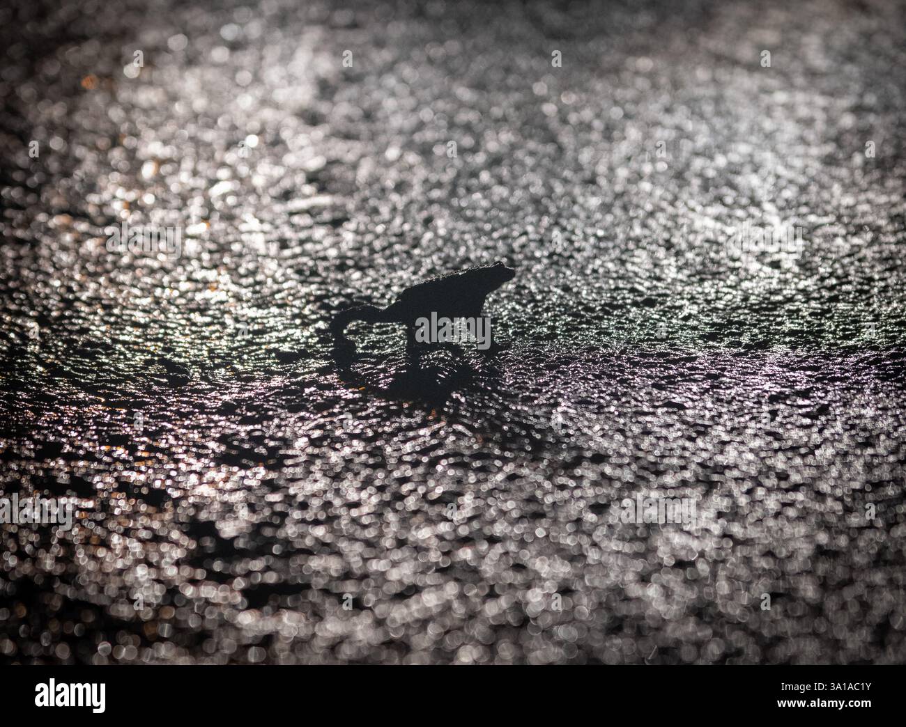 A Common Toad caught in a cars headlights on its annual journey ...