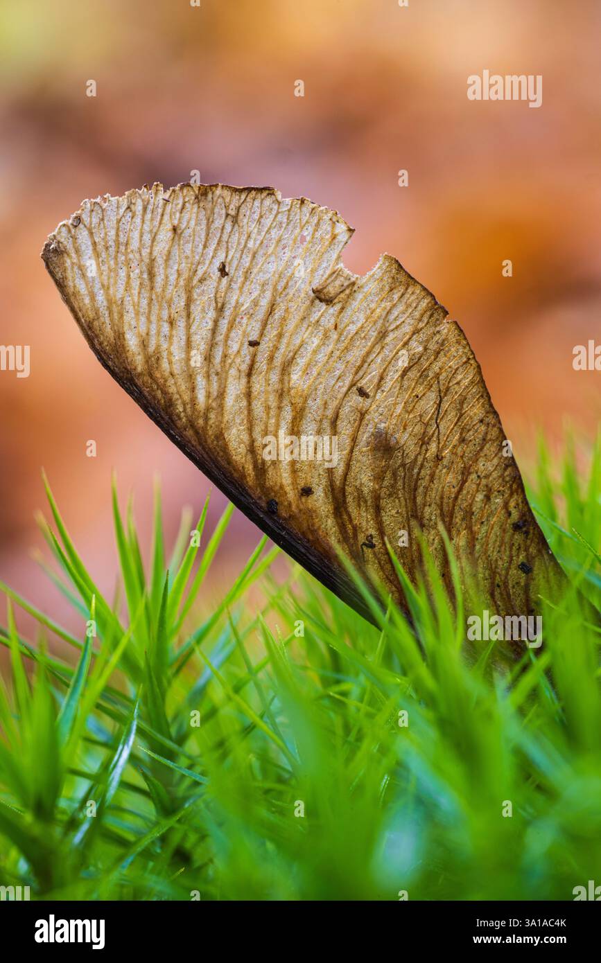 Maple fruit in a carpet of moss, the filigree structure of the seed ...