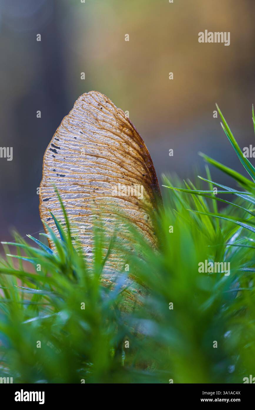 Maple fruit in a carpet of moss, the filigree structure of the seed ...