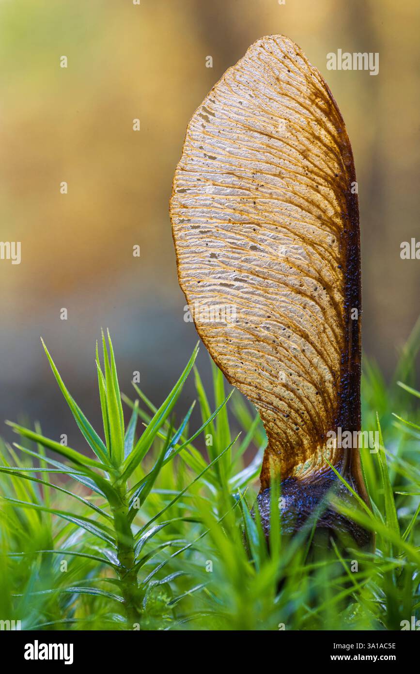 Maple fruit in a carpet of moss, the filigree structure of the seed ...