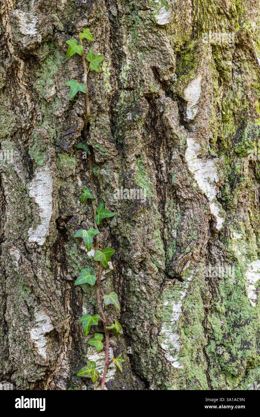 Tree trunk, common ivy, Hedera helix on bark Stock Photo - Alamy