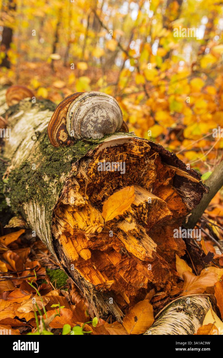 Birch polypore on dead wood Stock Photo - Alamy