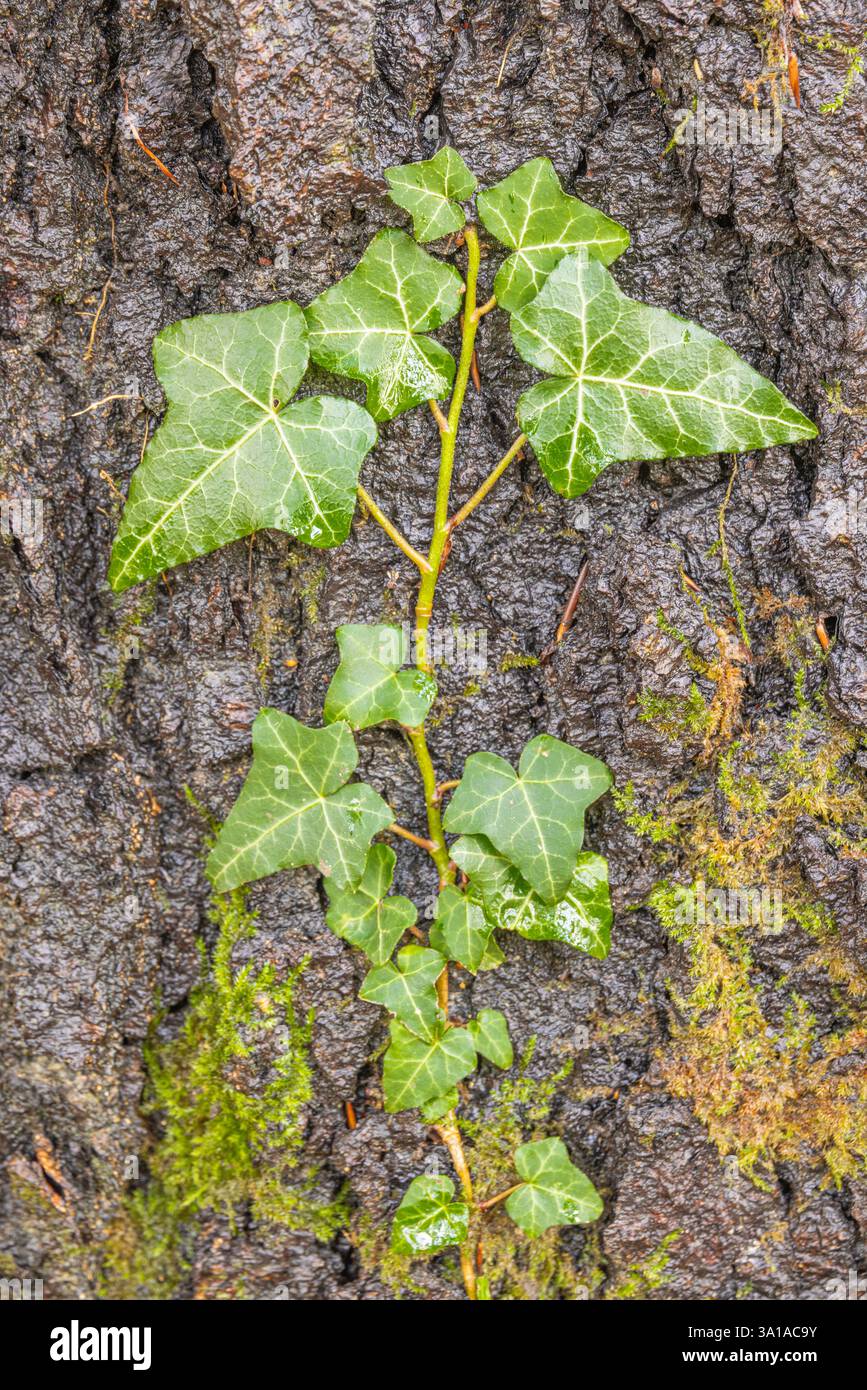 Tree trunk, common ivy, Hedera helix on bark Stock Photo - Alamy