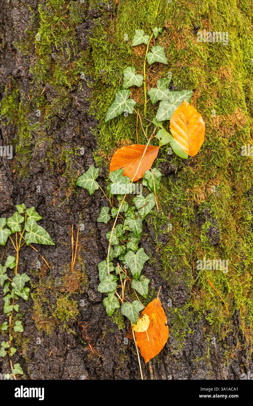 Tree trunk, common ivy, Hedera helix on bark Stock Photo - Alamy