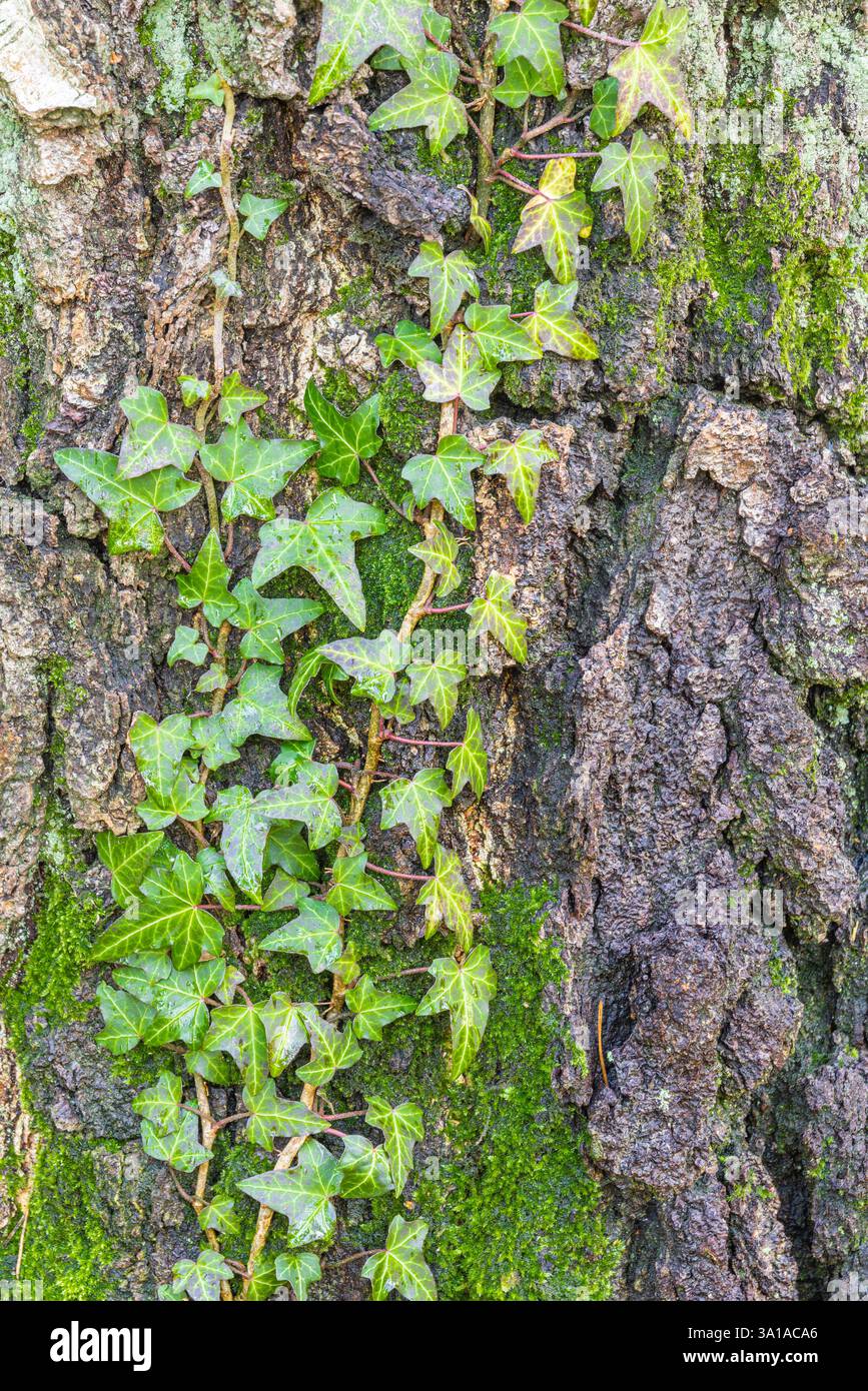Tree trunk, common ivy, Hedera helix on bark Stock Photo - Alamy