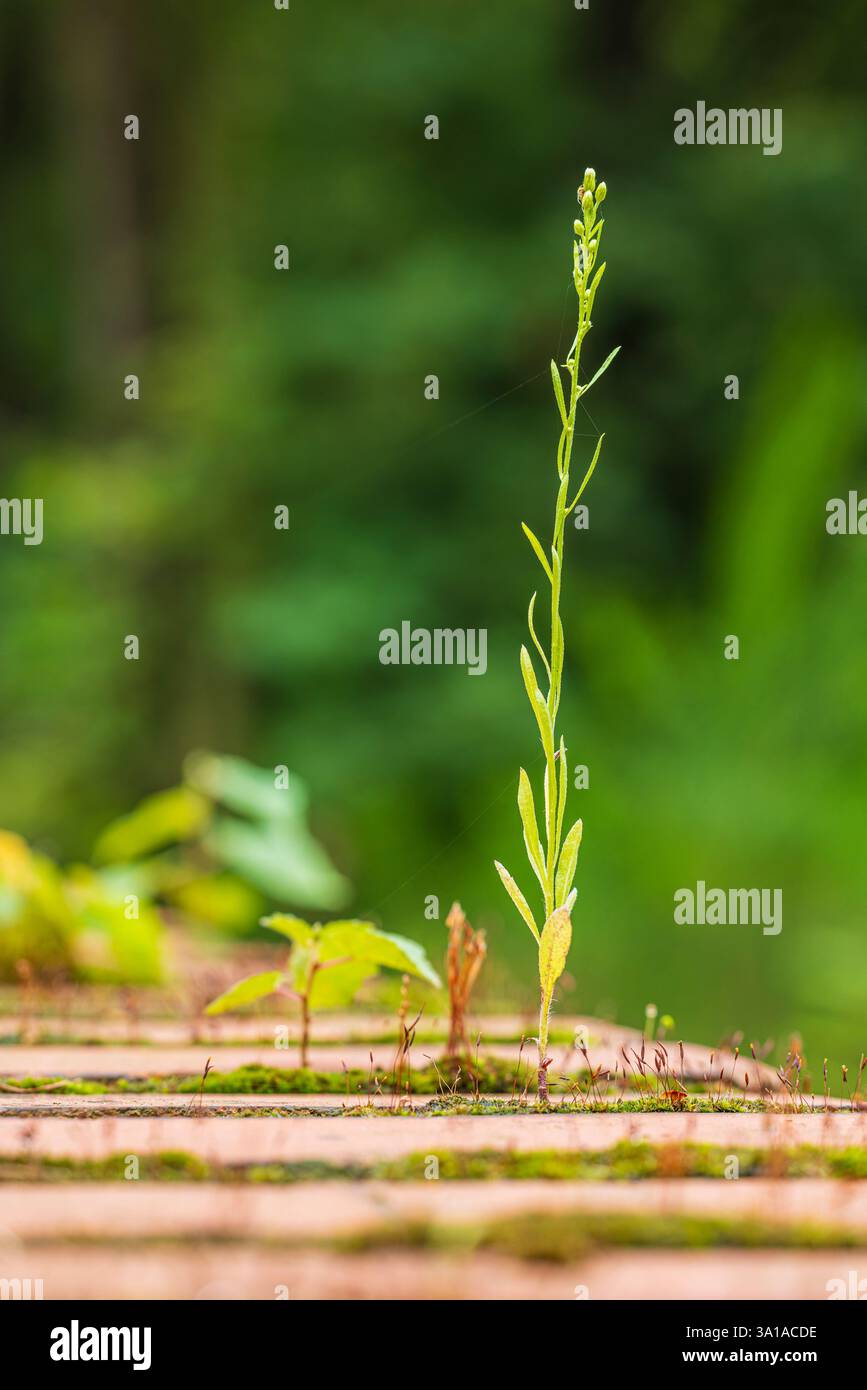 Small plant growing out of a crack in the wall, a symbol of resilience ...