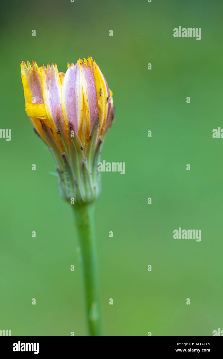 Close up closed dandelion flower hi-res stock photography and images ...