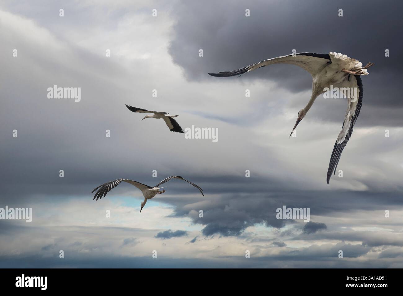 Three flying storks in a cloudy sky Stock Photo - Alamy