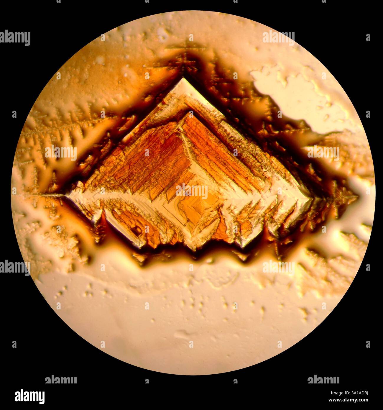 Microscopic salt crystals precipitated from olive brine with olive ...