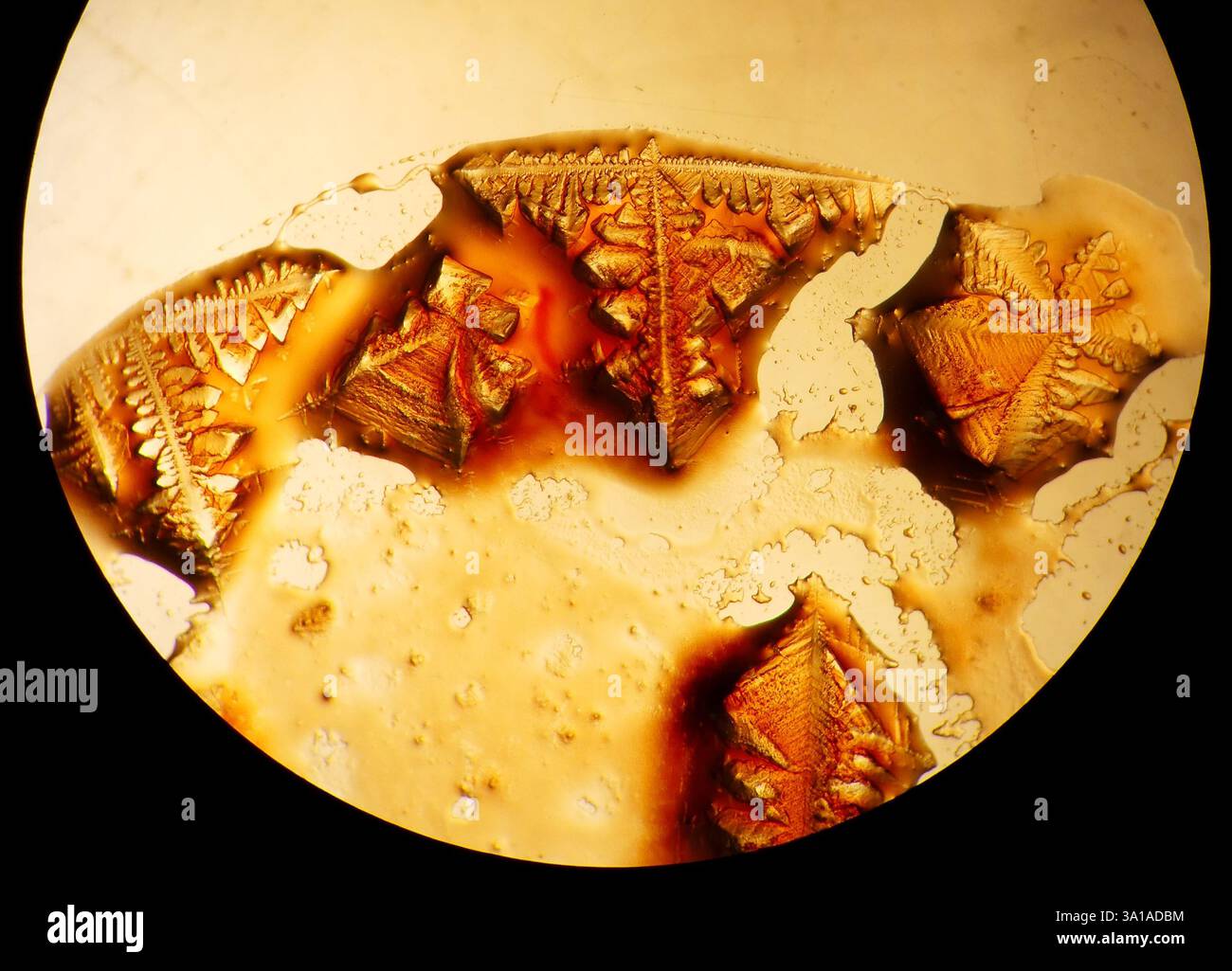 Microscopic salt crystals precipitated from olive brine with olive ...