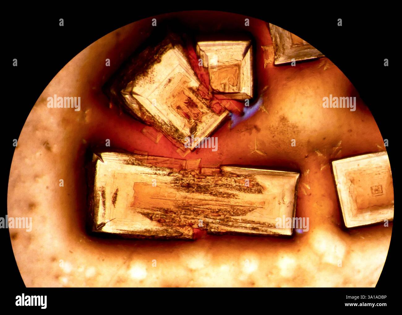 Microscopic salt crystals precipitated from olive brine with olive ...