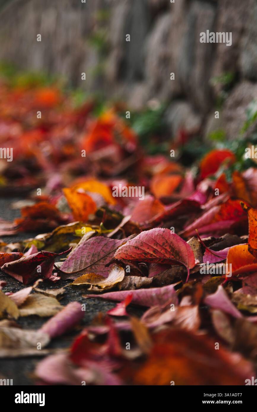 Cherry tree, ornamental cherry, fall foliage Stock Photo - Alamy