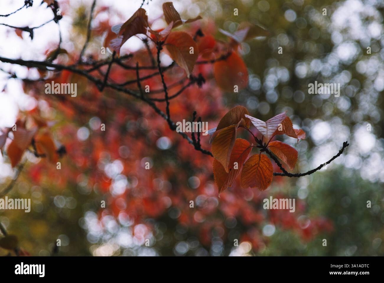Cherry tree, ornamental cherry, fall foliage Stock Photo - Alamy
