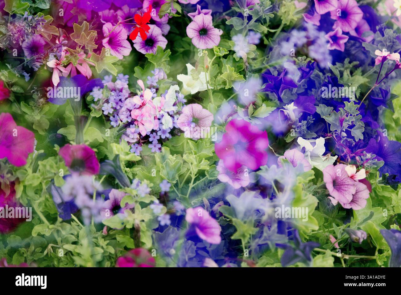 Verbena and ivy geranium captured in a double exposure hi-res stock ...