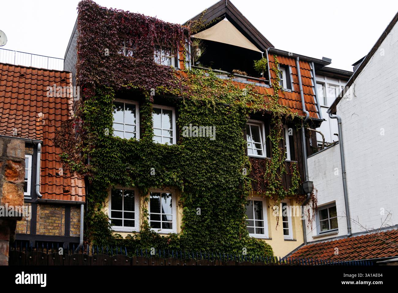 vine-covered house wall Stock Photo - Alamy