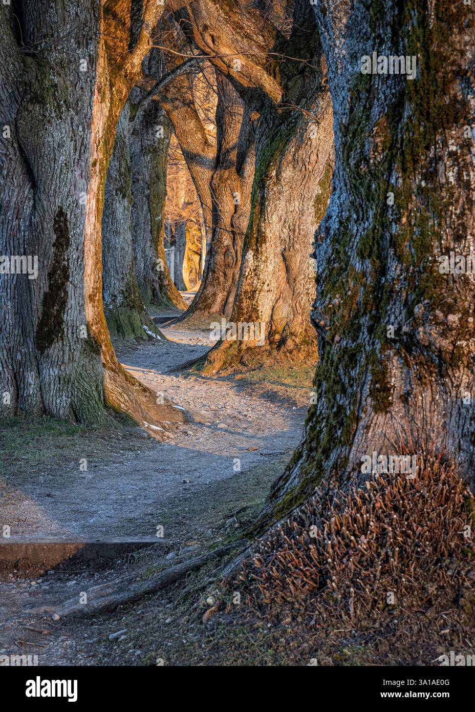 Footpath lined with old lime trees in the morning light. Holzkirchen ...