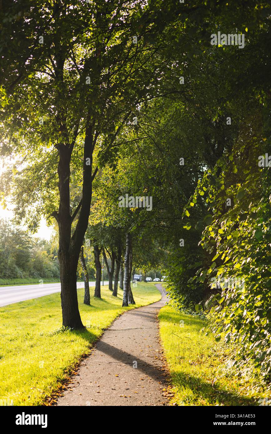 Birch trees on the Zur Exe road in Flensburg Stock Photo - Alamy