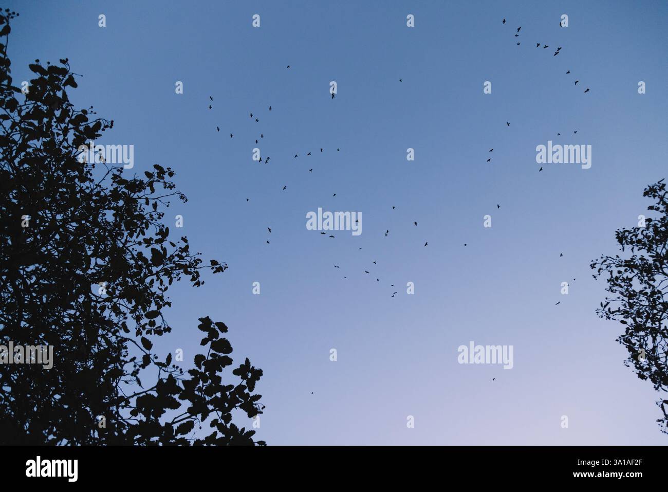 Crows, blue sky Stock Photo - Alamy