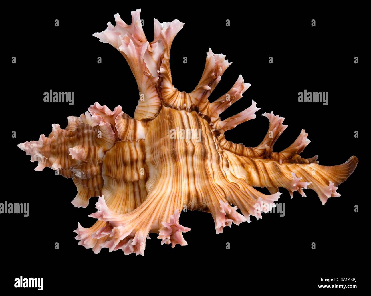 Rose-branch Murex (Chicoreus palmarosae), Indo-Pacific Stock Photo - Alamy