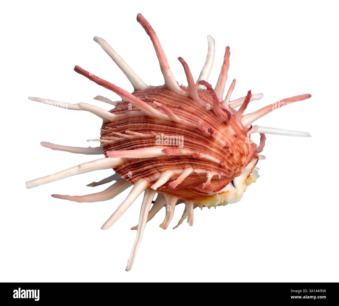 Thorny oyster shell (Spondylus Regius) AKA: Spiny oyster Stock Photo ...