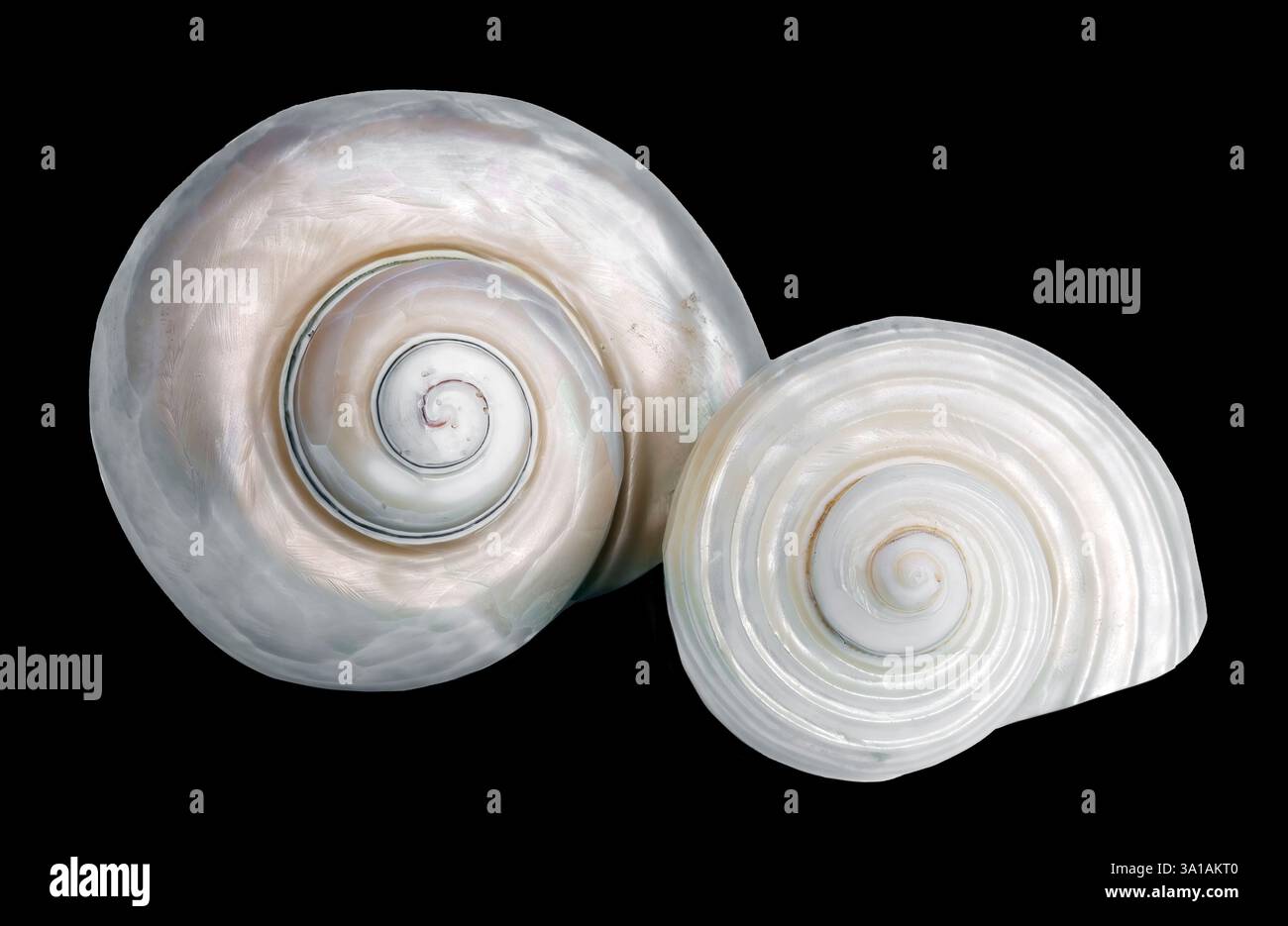 Pearl Umbonium Seashells (button top shells Stock Photo - Alamy