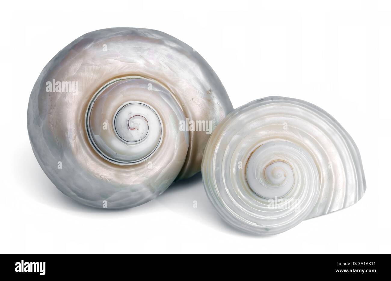 Pearl Umbonium Seashells (button top shells Stock Photo - Alamy