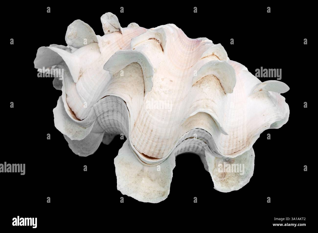 Squamosa Clam (Tridacna squamosa) AKA: ruffled clam and Scaled Clam ...