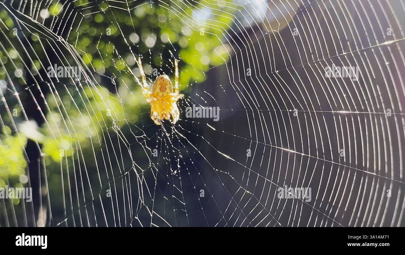 Spiderweb swaying in wind at garden with sunlight at background. Spider ...
