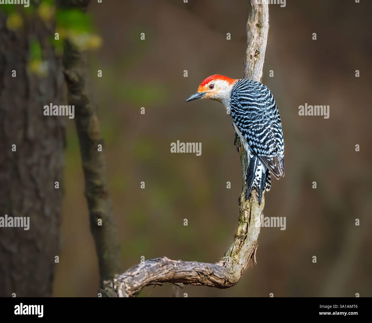 Colorful woodpecker perches on tree hi-res stock photography and images ...