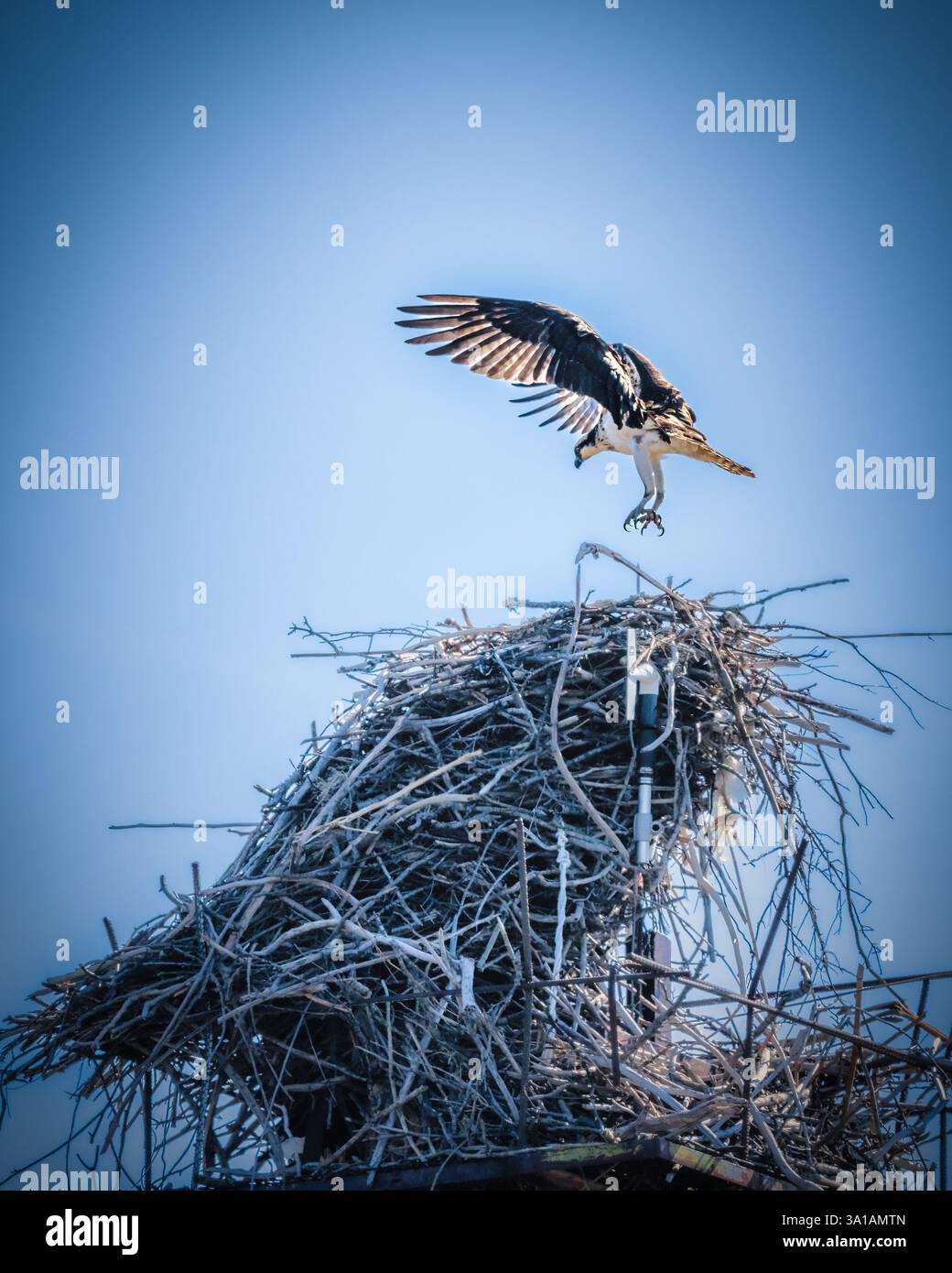 A bird hovers above a large nest made of intertwined branches, with ...