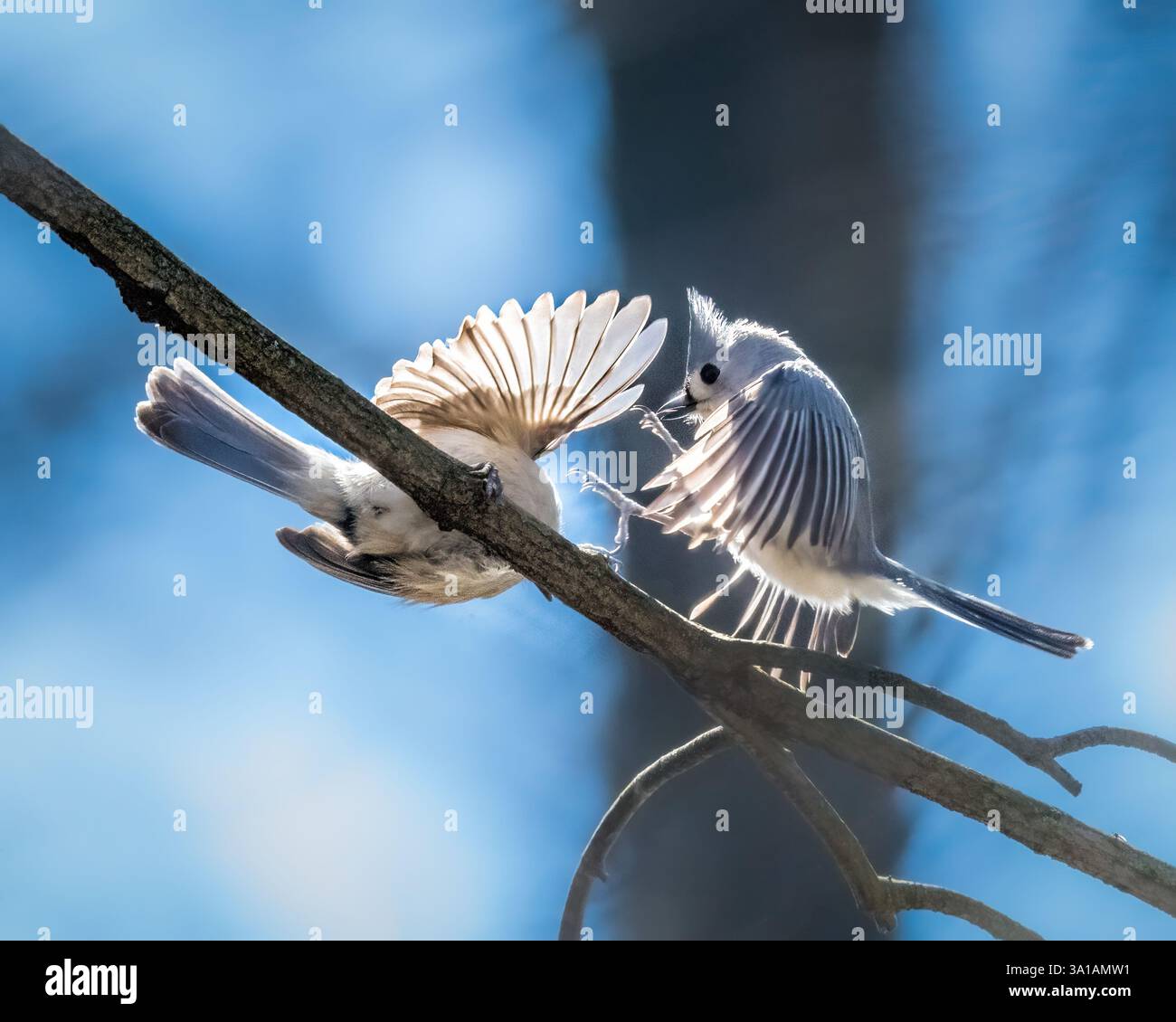 Two small birds perch on a branch, one displaying its wings while the ...