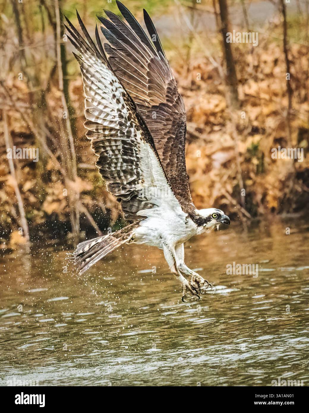 Osprey feet hi-res stock photography and images - Alamy