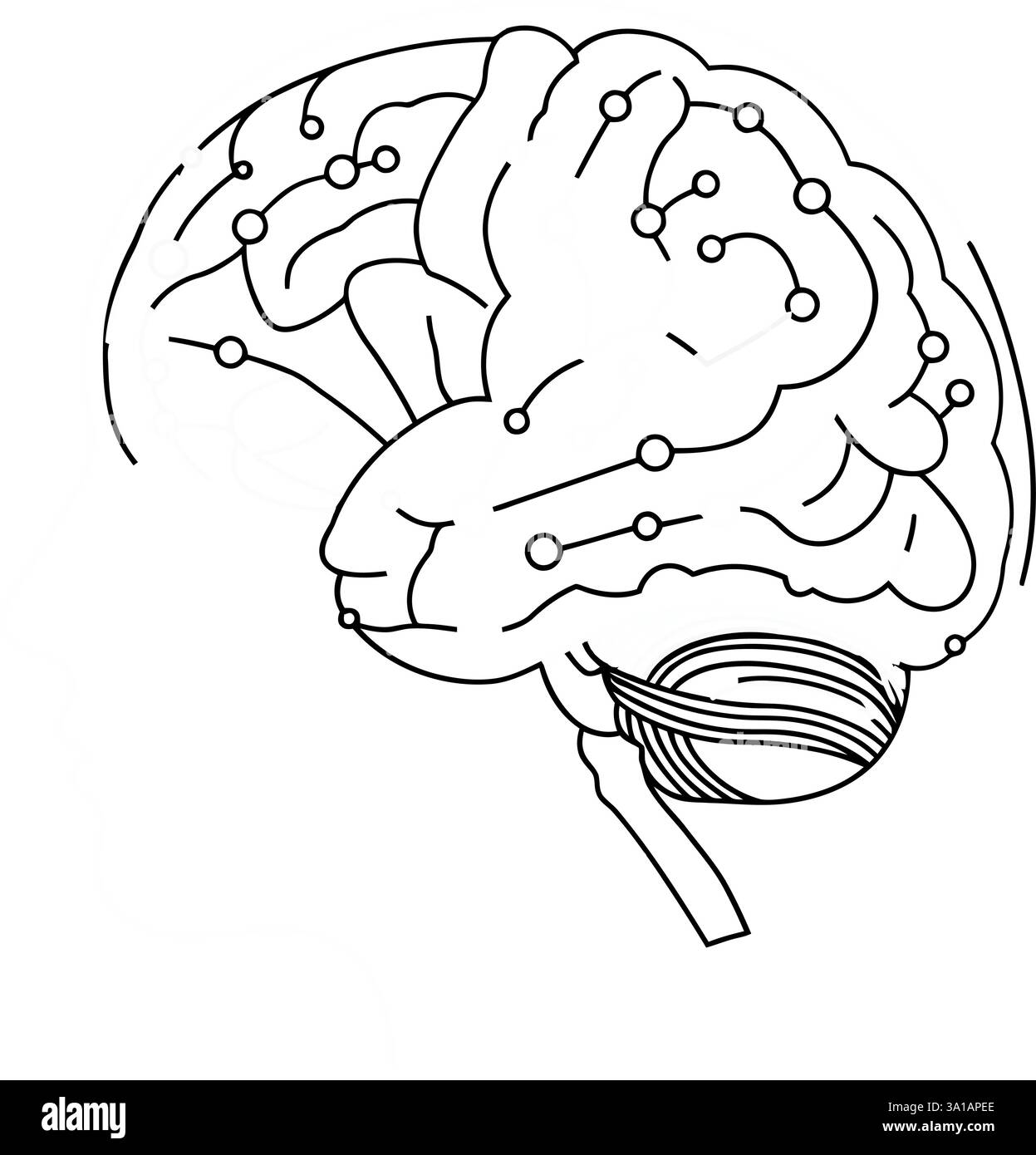 A human brain depicted in a minimalistic style with intricate neural ...