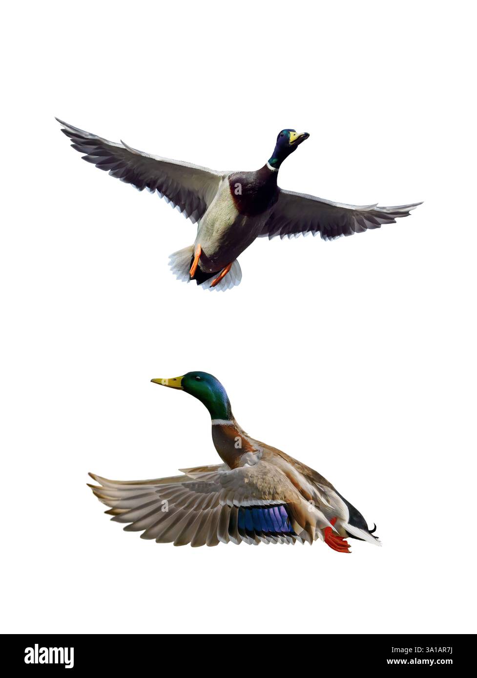 flying mallard isolated on white background Stock Photo - Alamy