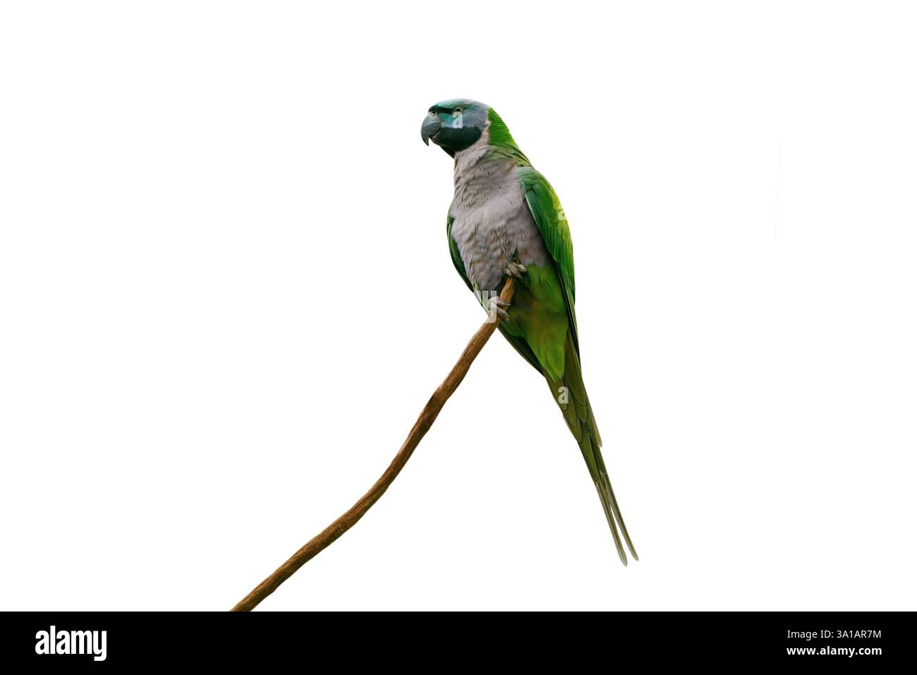 derbyan parakeet isolated on white background Stock Photo - Alamy