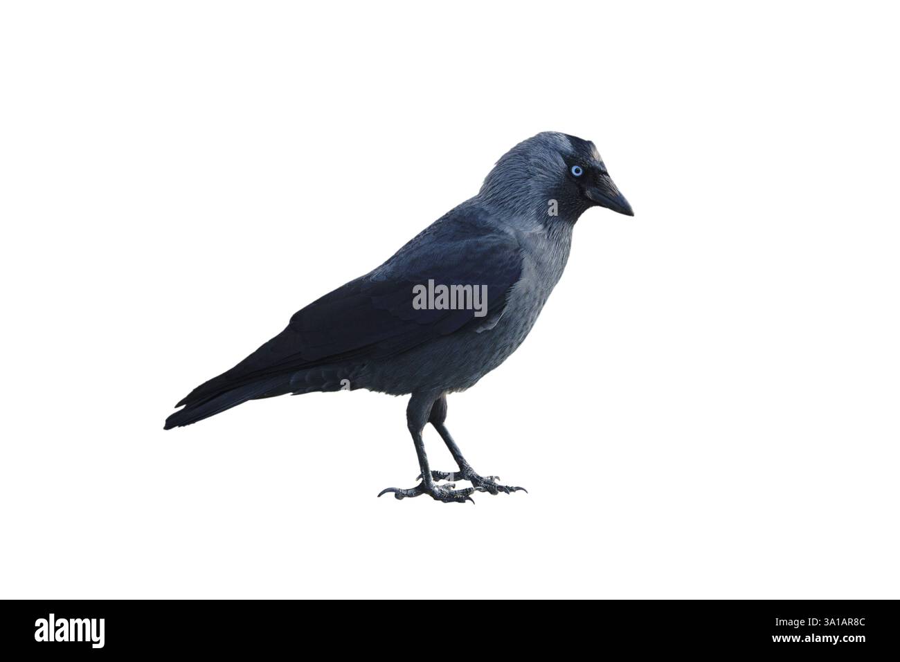 Jackdaw feathers Cut Out Stock Images & Pictures - Alamy