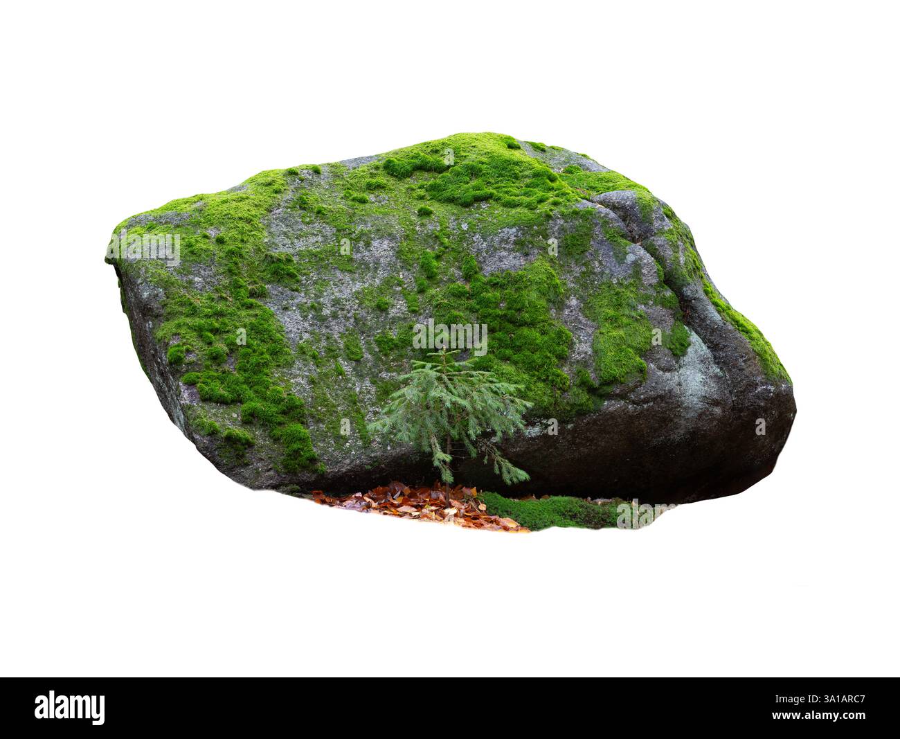 stone covered with moss isolated on white background Stock Photo - Alamy