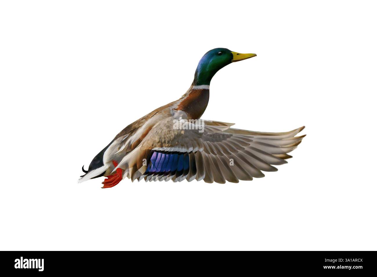 flying mallard isolated on white background Stock Photo - Alamy