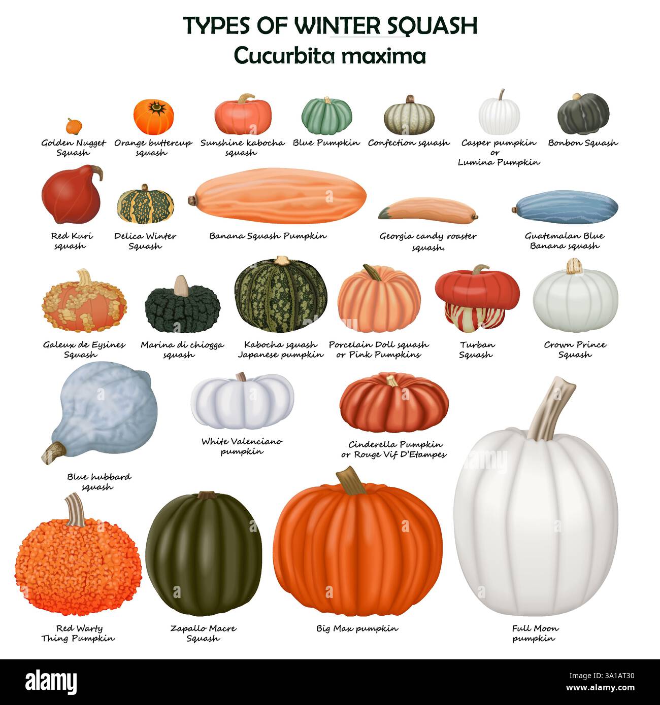 Types of winter squash. Cucurbita maxima. Cucurbitaceae. Fruits and ...