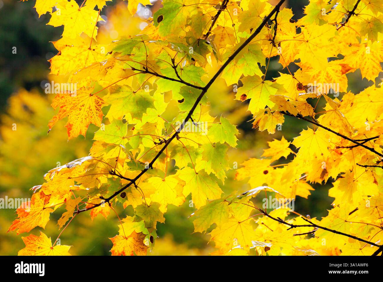 Maple tree, leaves, autumn colors Stock Photo - Alamy