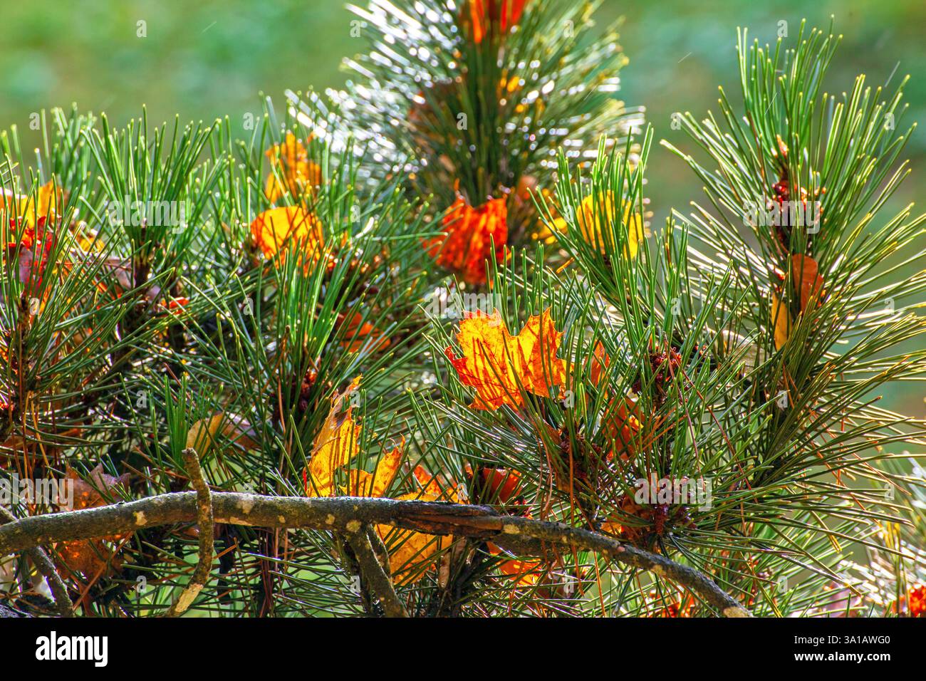 Pine leaves hi-res stock photography and images - Alamy
