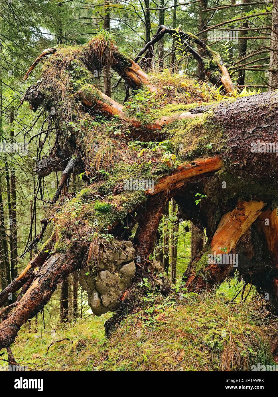 Forest, wind breakage, fallen tree, mighty root of a spruce tree Stock ...