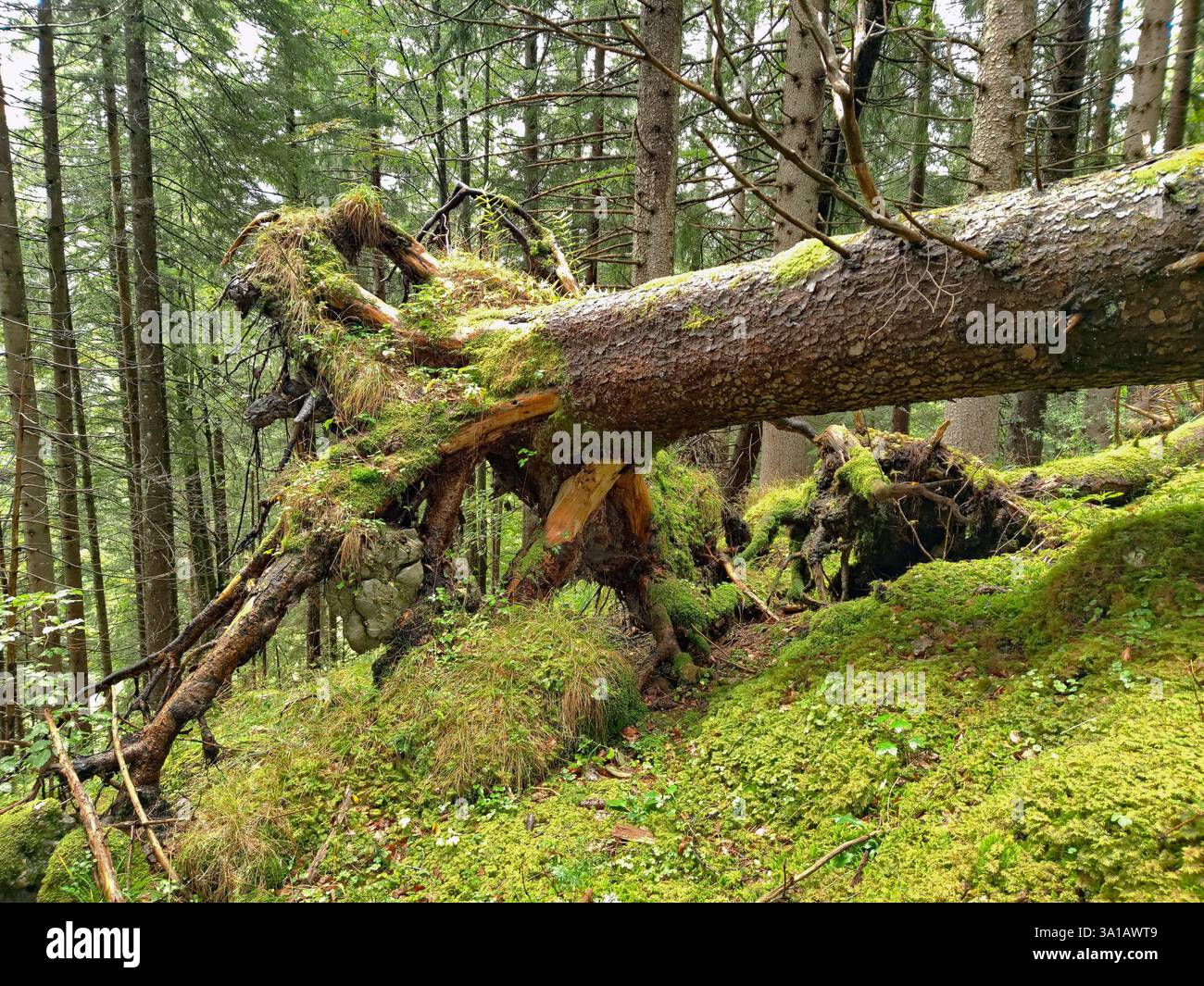 Forest, wind breakage, fallen tree, mighty root of a spruce tree Stock ...