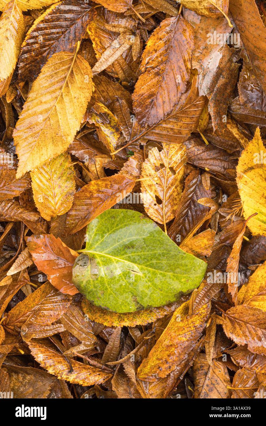 Background from fallen leaves wallpaper hi-res stock photography and ...