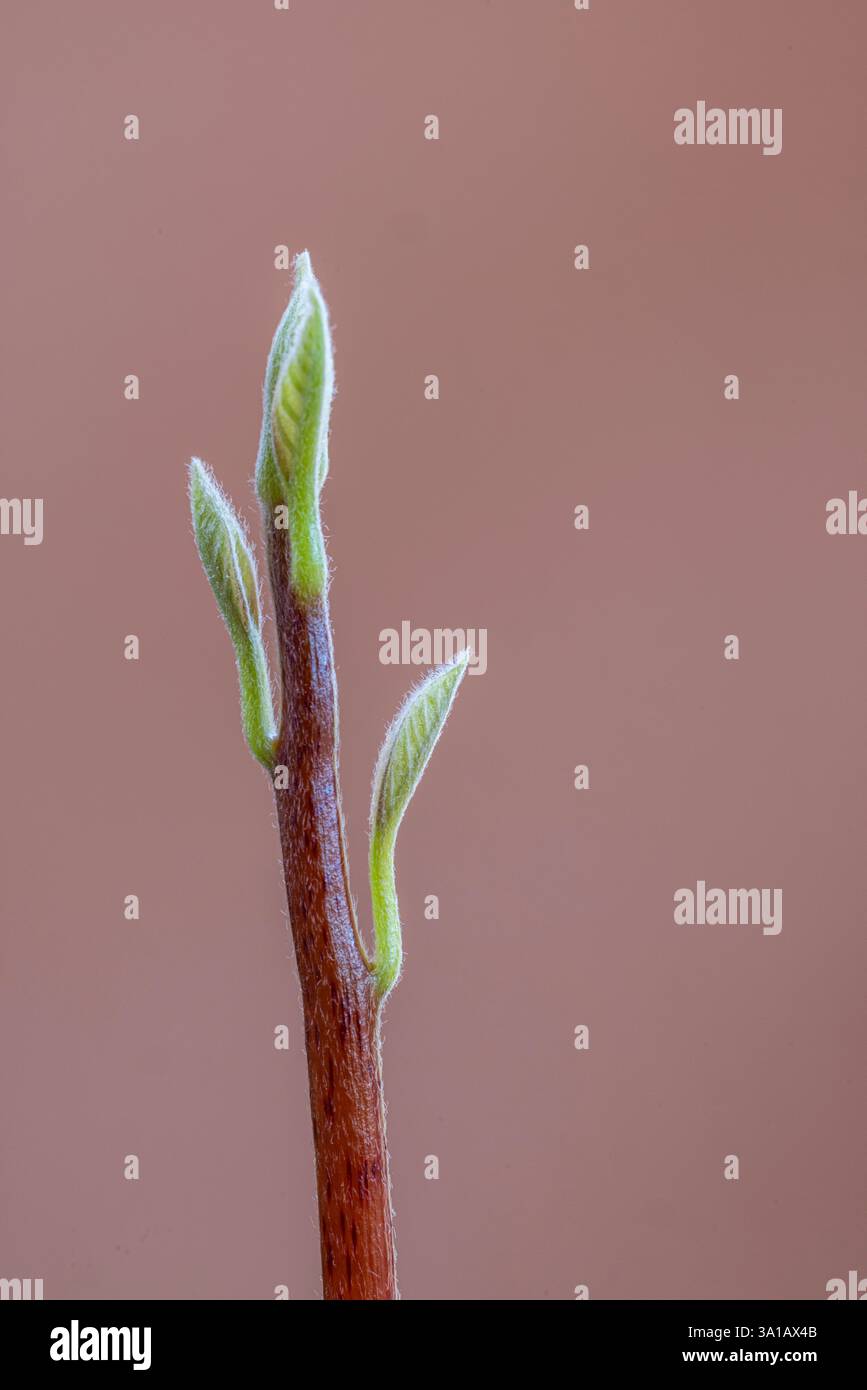 Young green avocado plant, growth Stock Photo - Alamy