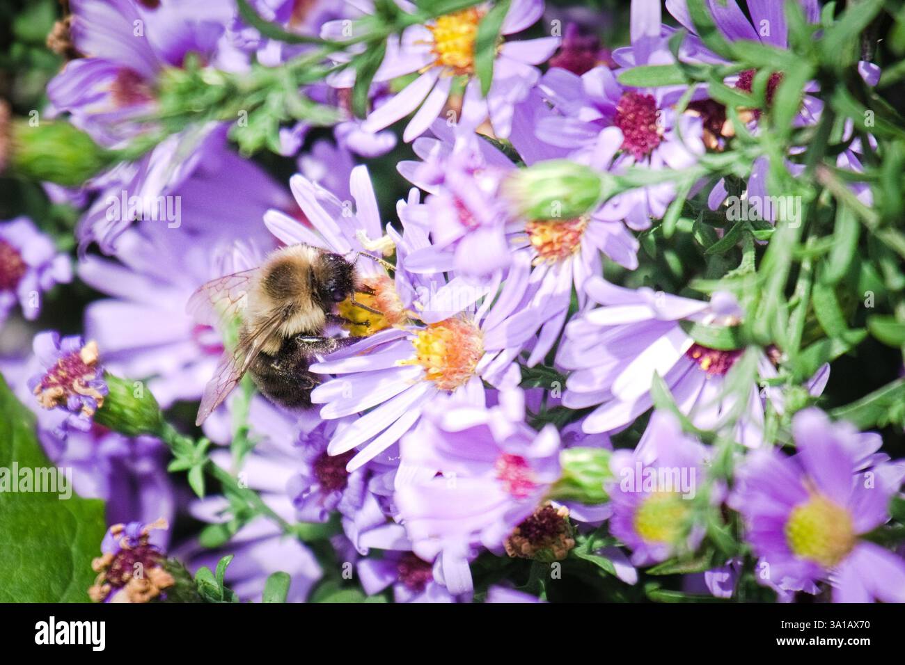 Close up bumblebees pollinating vibrant hi-res stock photography and images - Alamy