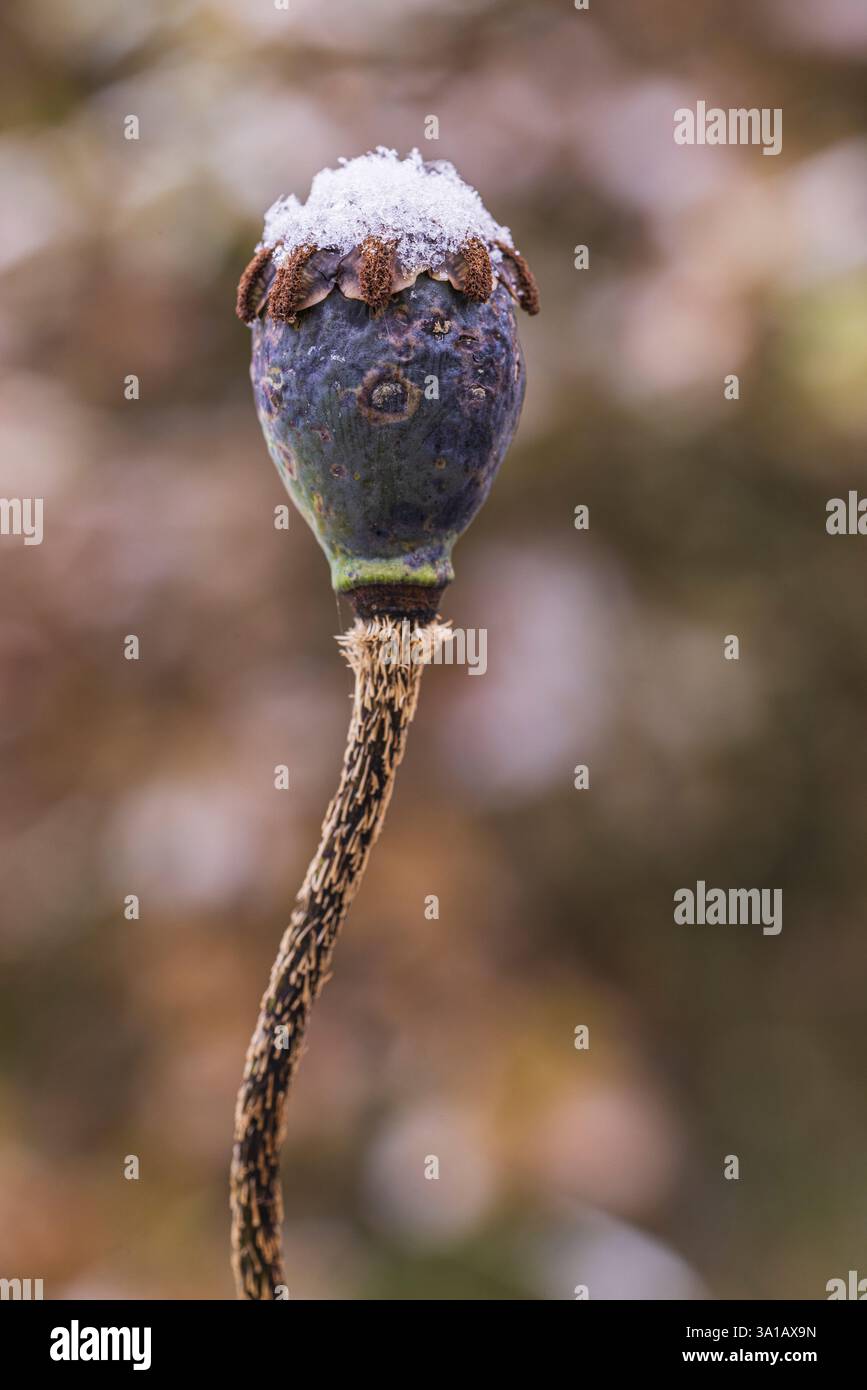 Ripe poppy seed capsule with seeds Stock Photo - Alamy