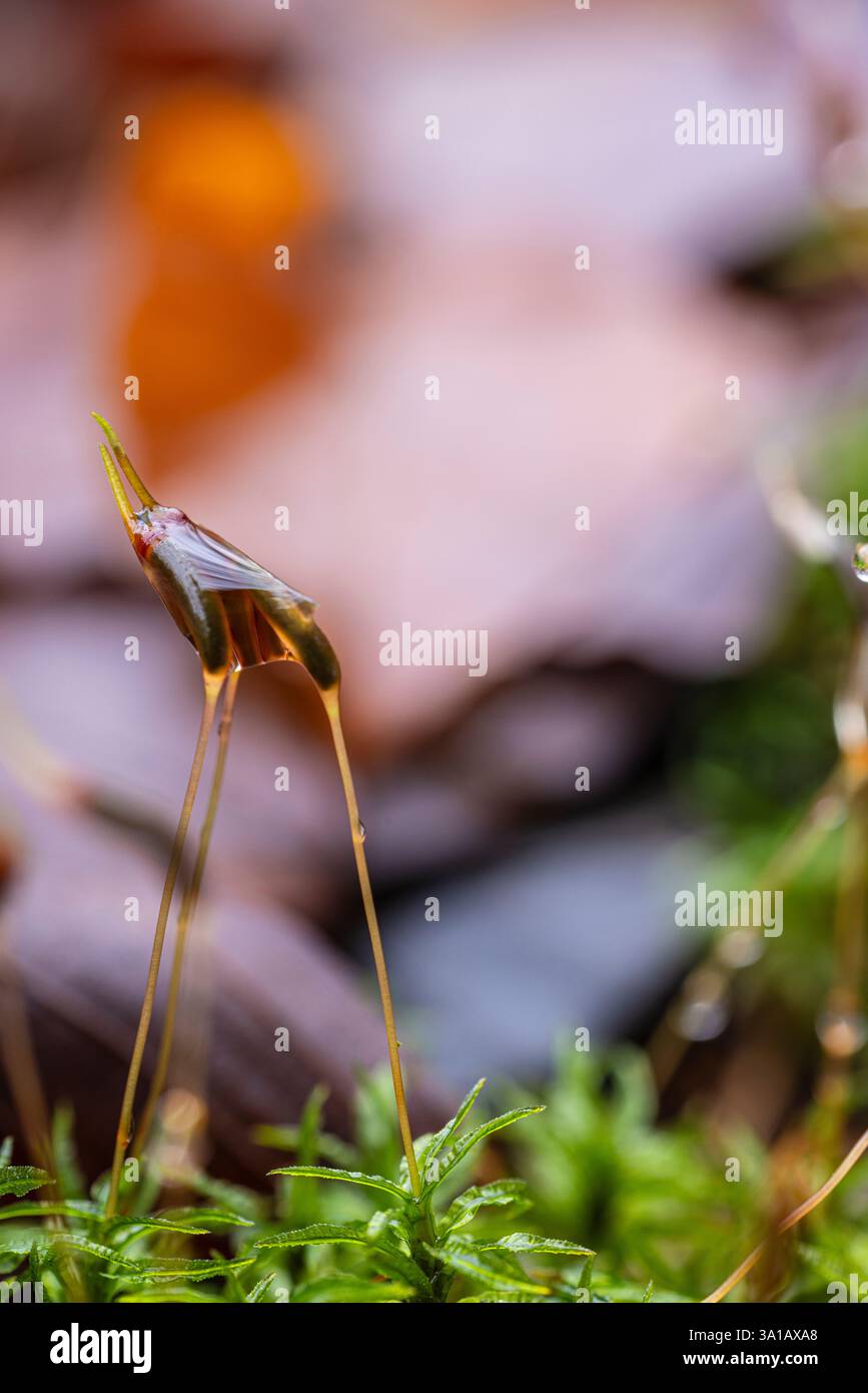 Sporophytes of golden lady's moss with fruiting bodies, Polytrichum ...