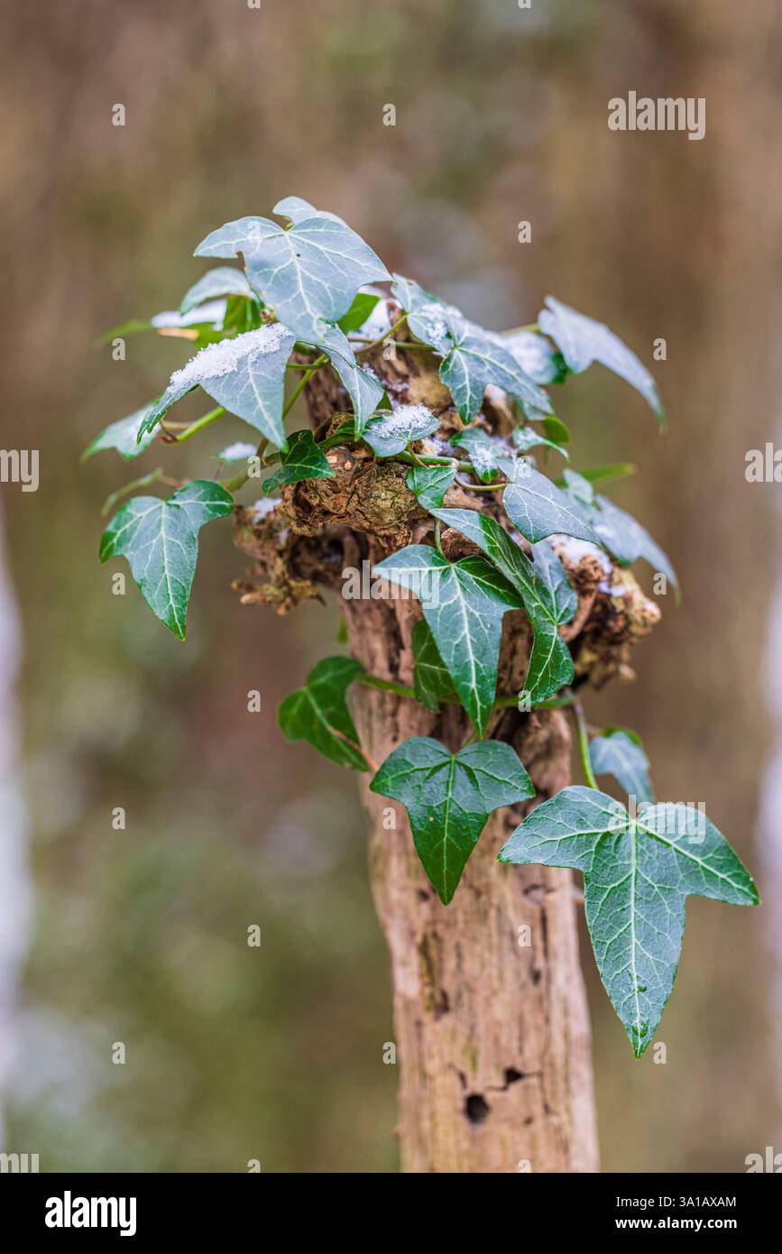 Tree trunk, common ivy (Hedera helix) on bark, nature still life Stock ...